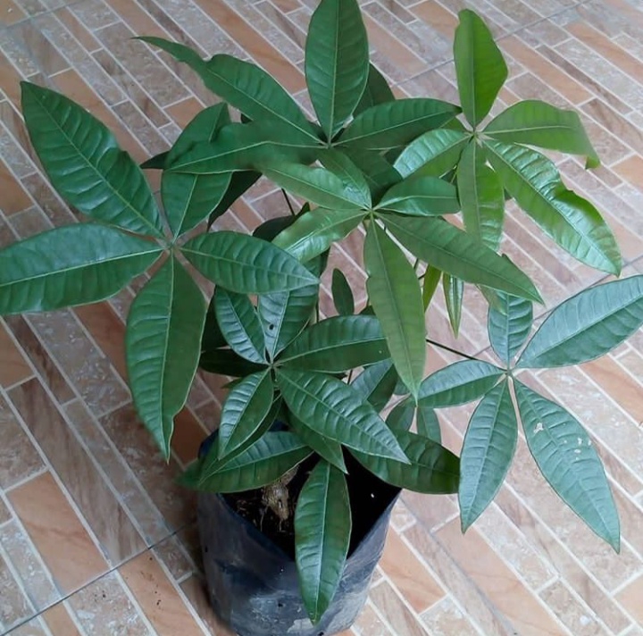 bibit tanaman pacira money tree - tanaman keberuntungan - tanaman ...