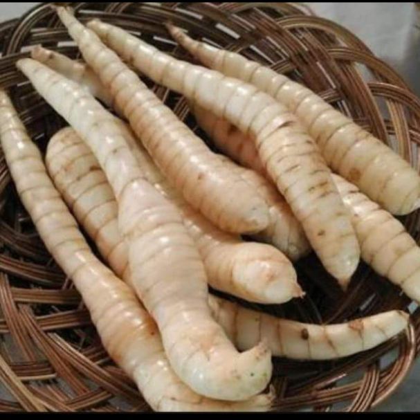 umbi Garut umbi sagu segar 1kg | Lazada Indonesia