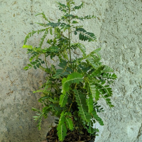 Bibit Tanaman Herbal Daun Meniran - Pohon meniran kaya manfaat | Lazada ...