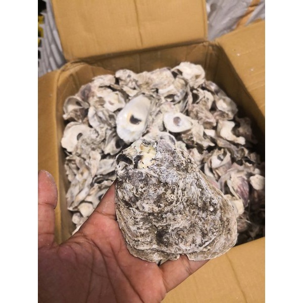 Oyster shell kulit kerang cangkang tiram media filter aquarium kolam ph ...