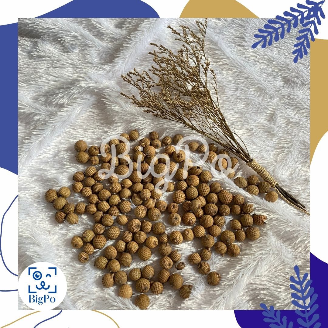 (5 biji) Kolase Buah Rotan MANGKO MINI Biji Rotan Properti Foto ...