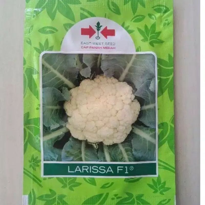 Benih kembang kol Bungkul LARISSA F1 10 gram bunga kol putih hibrida ...