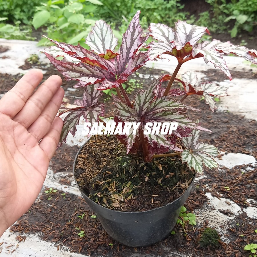 Tanaman Hias Bunga Begonia Rex Zigzag Putih / Perisai / Begonia Juntai ...
