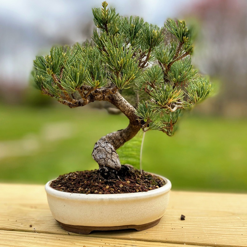 ExcellentStore 1 Benih Biji Pinus Putih White Pine Cedar Japanese ...