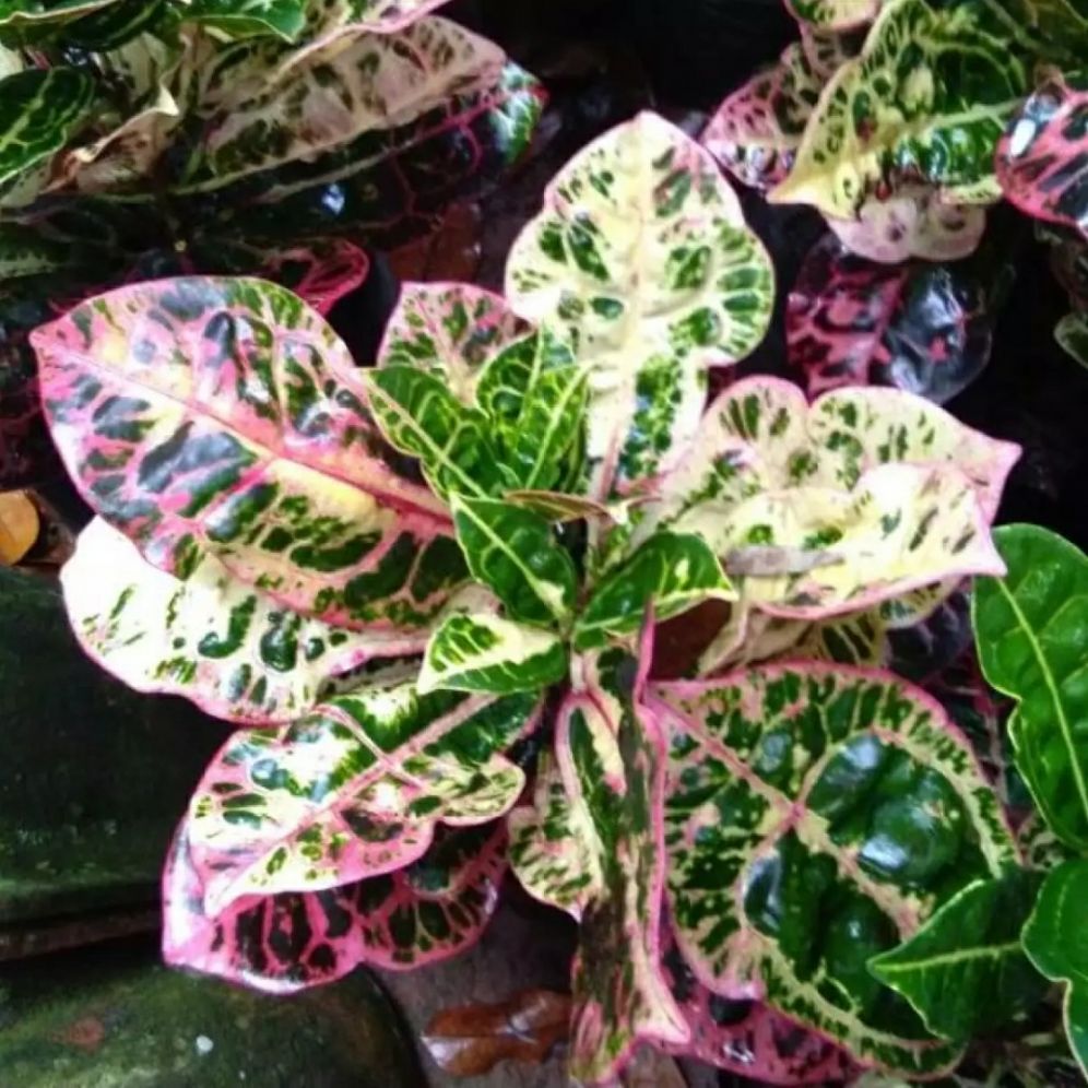 promo! Tanaman hias puring kura kura / pohon puring kura | Lazada Indonesia