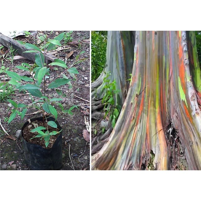 BIBIT POHON KAYU PELANGI RAINBOW EUCALYPTUS DEGLUPTA | Lazada Indonesia