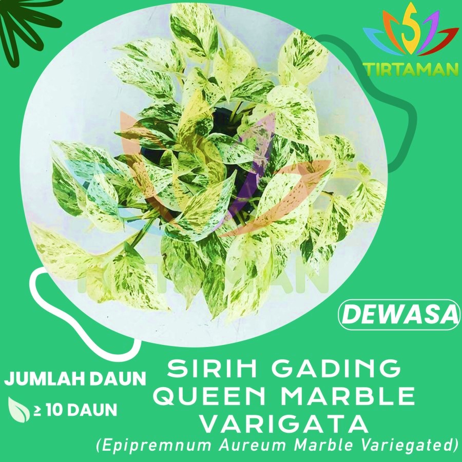 Sirih Gading Marble Pothos Variegata / Epipremnum Aureum Varigata ...