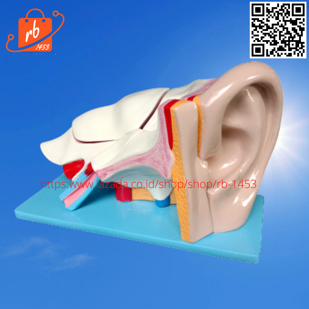 Alat Peraga Phantom Manikin Torso Manekin Model Telinga Manusia ...