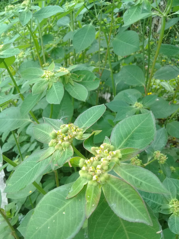 SeedCenter Tanaman Katemas Kate Mas Sunduk Mentul Herbal Euphorbia ...