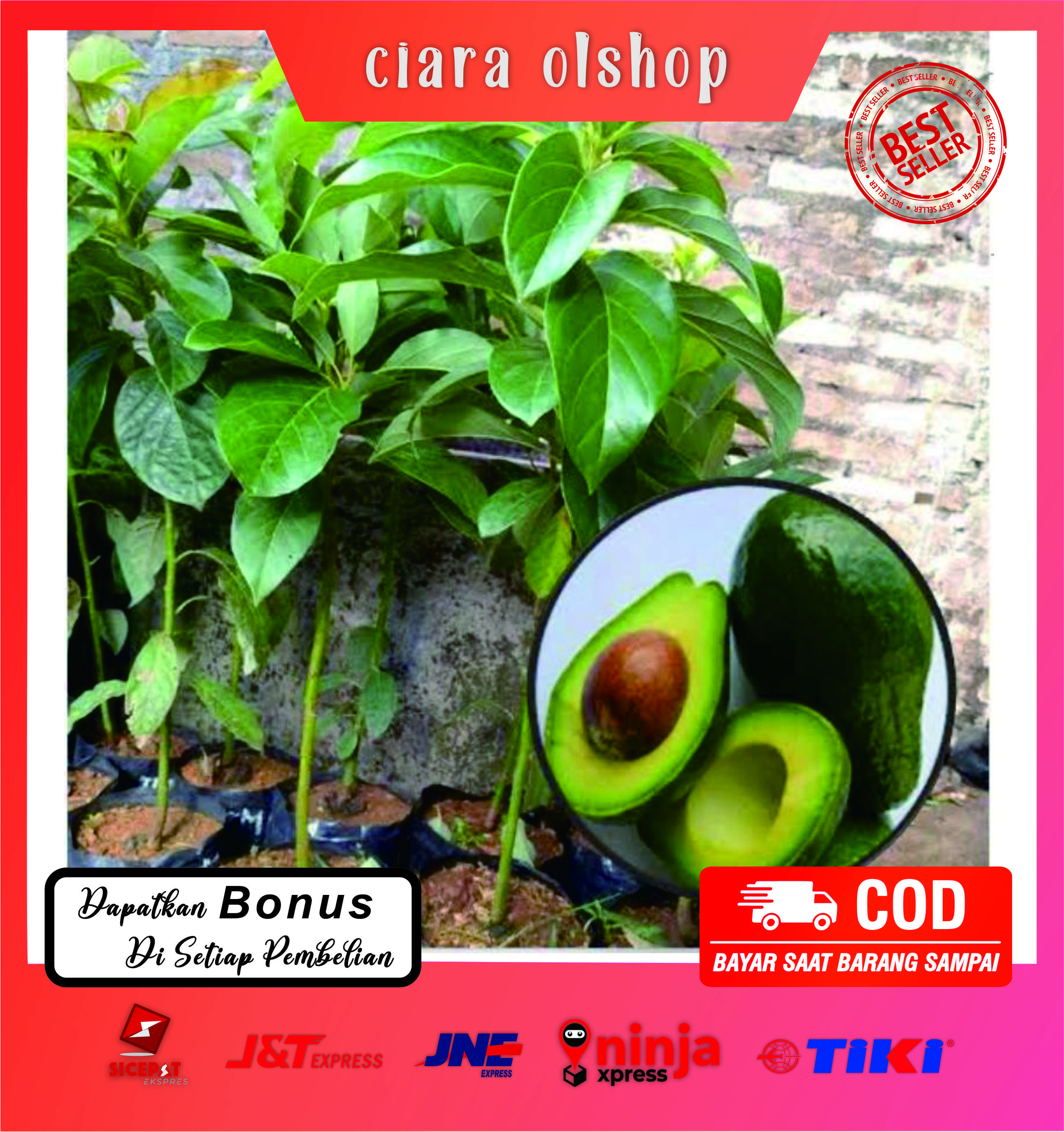 Pohon Alpukat Mentega Super Genjah Tanaman Alpukat Mentega | Lazada ...