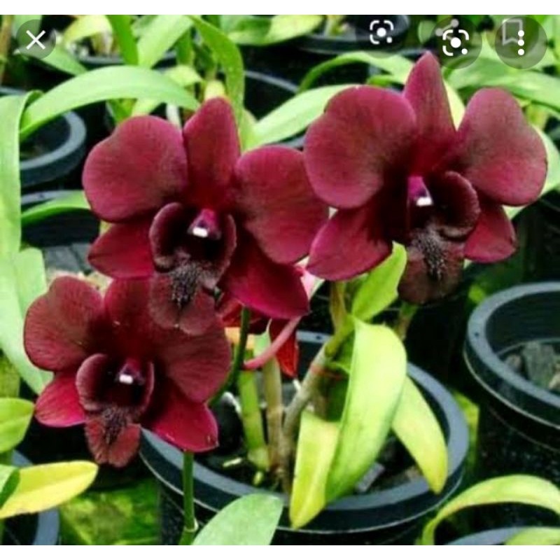 anggrek dendro merah | Lazada Indonesia