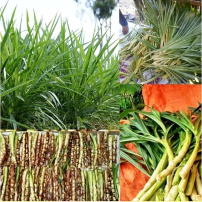 Benih Rumput ODOT KOLONJONO RUMPUT GAJAH 1 KG | Lazada Indonesia