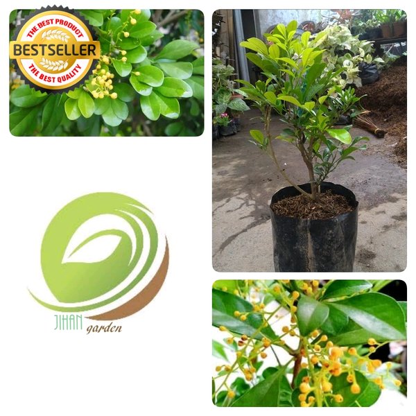 bibit tanaman pacar cina-pohon daun culan pacar cina atau kemuning cina ...