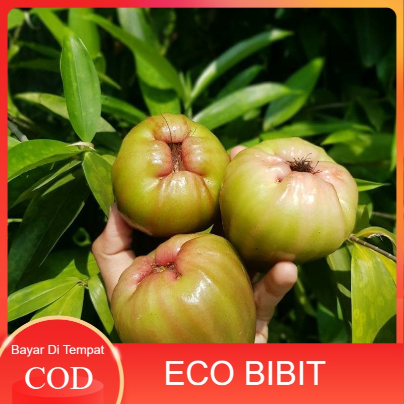 Bibit Jambu Air Cincalo Merah Dengan Bentuk Unik Mirip Lonceng, Daging ...