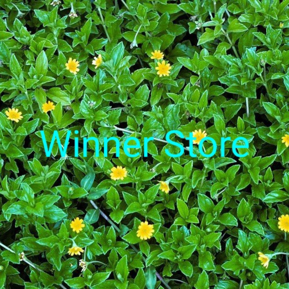 23+ Gambar Tanaman Wedelia yang Wajib Diketahui - Informasi Seputar Tanaman Hias