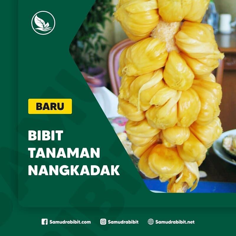 PROMO. BELI 5 GRATIS 1!!!! BIBIT BUAH NANGKA CEMPEDAK (NANGKADAK) | Lazada Indonesia