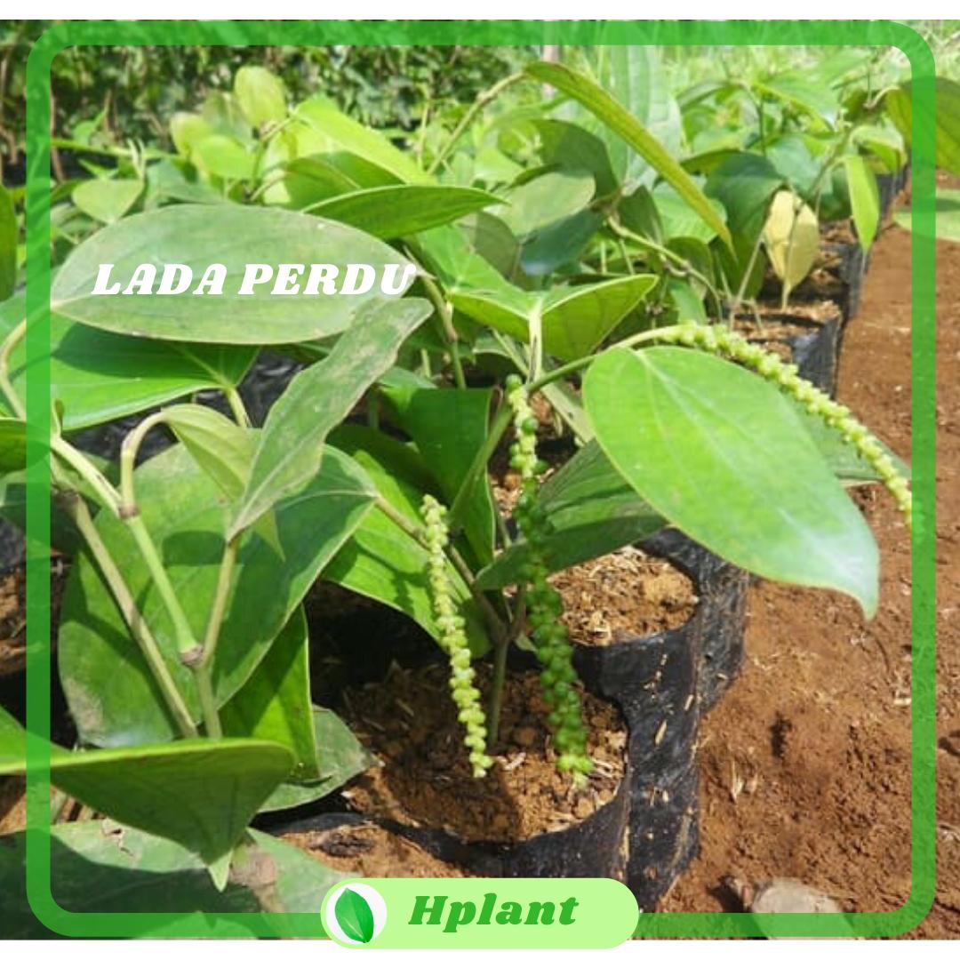 bibit tanaman lada perdu | merica | Lazada Indonesia