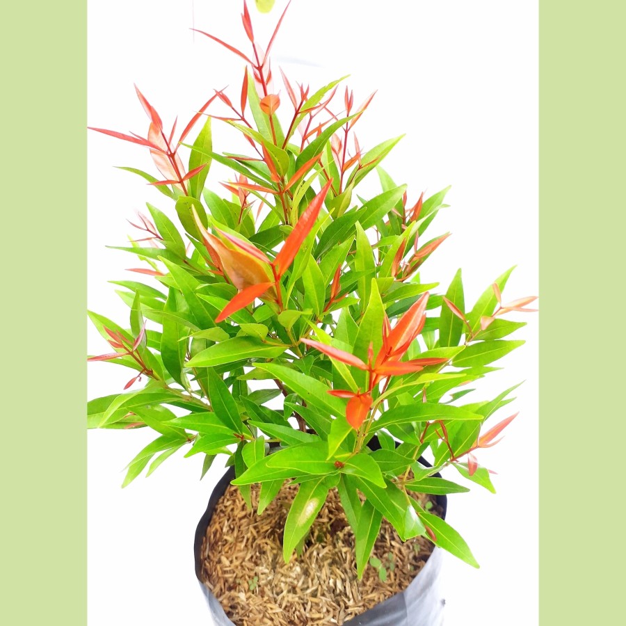Pohon pucuk merah - Pucuk merah - Bibit pohon pucuk merah | Lazada ...