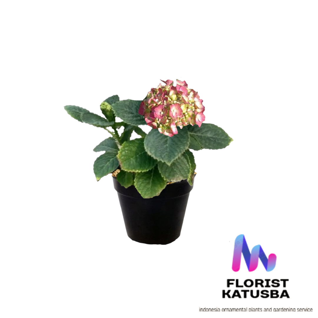 tanaman hias bunga hydrangea hortensia pink panca warna | Lazada Indonesia