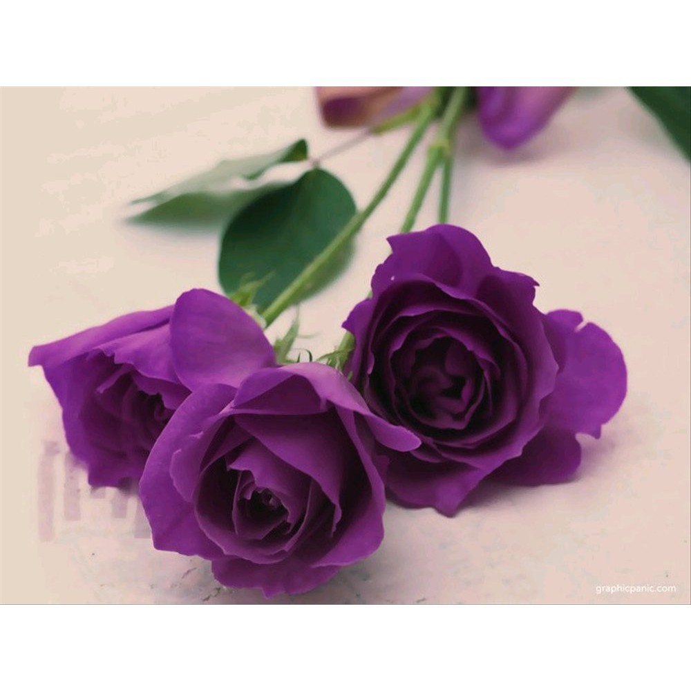 isi 5 Biji mawar ungu purple rose seeds/benih biji (repacking) | Lazada ...