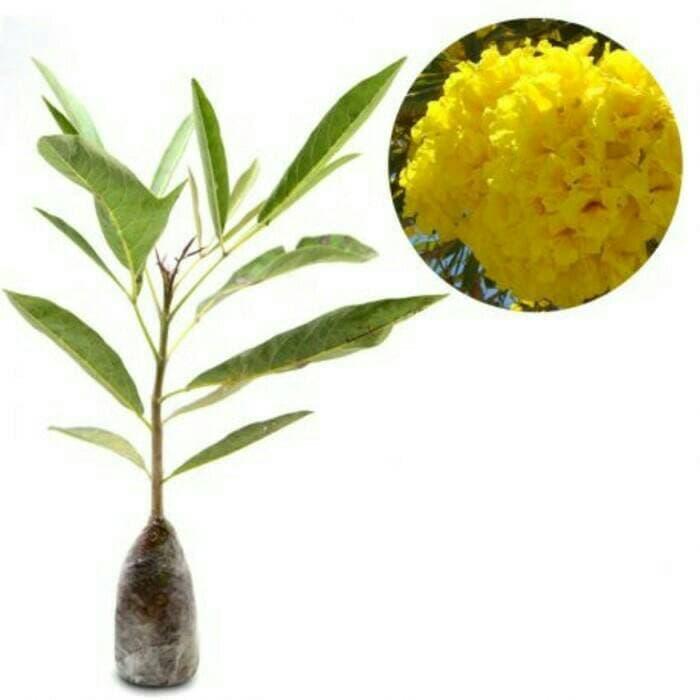 tanaman bunga tabebuia kuning | Lazada Indonesia