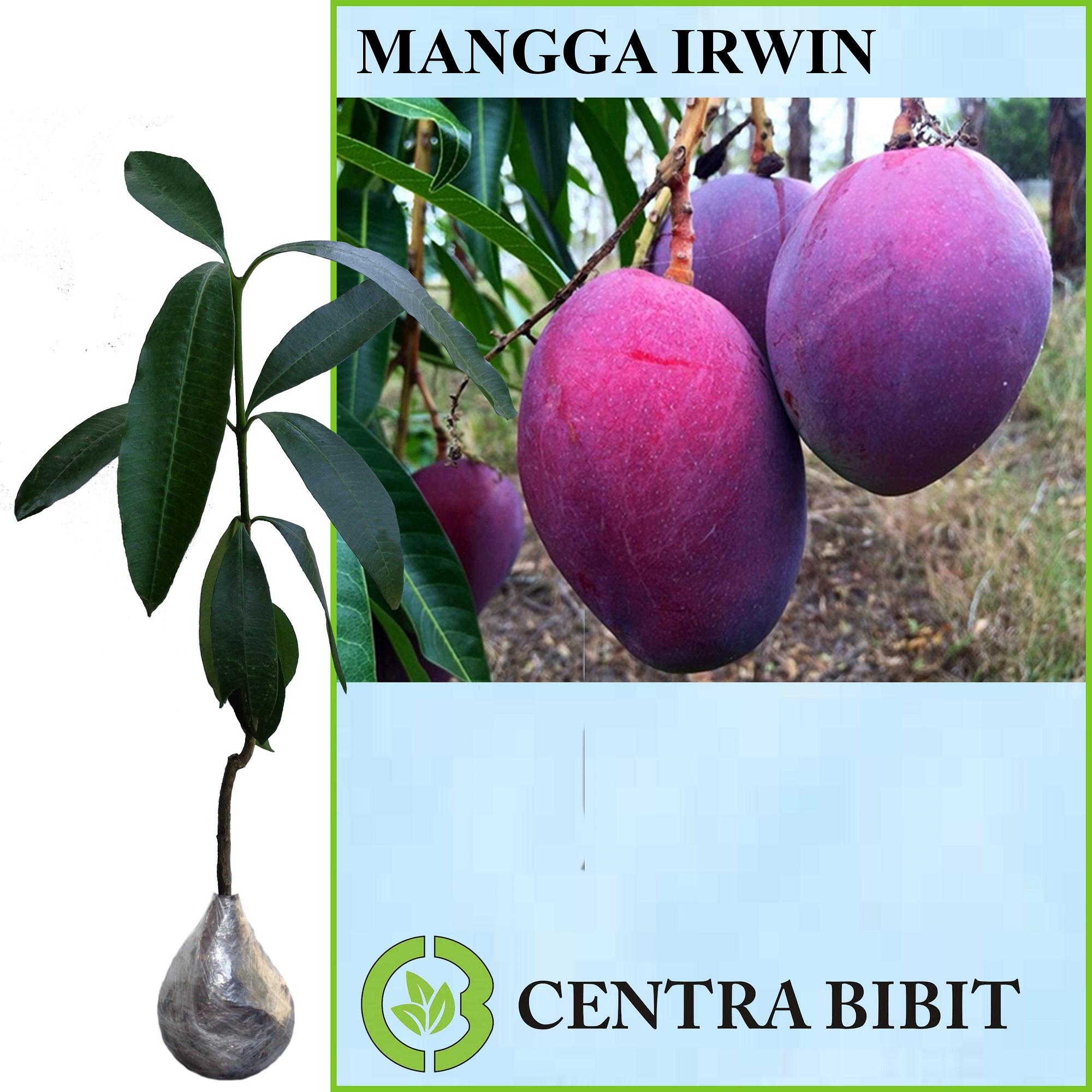 Tanaman Buah Mangga Irwin | Lazada Indonesia