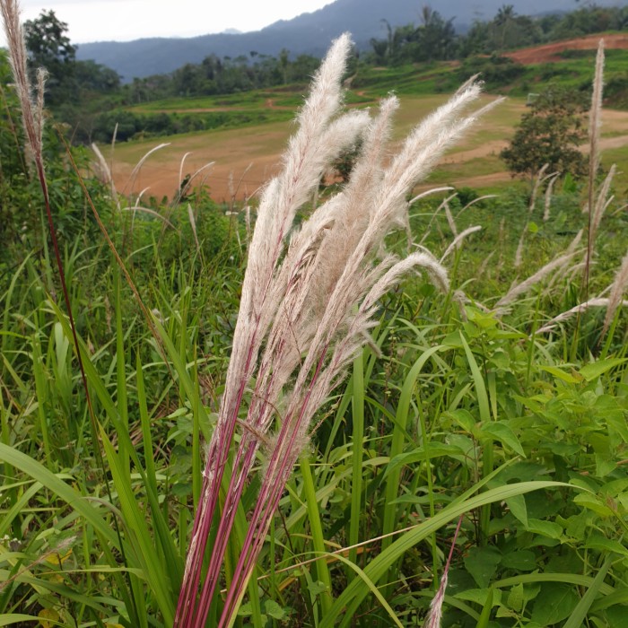 paket 10 bunga alang alang asli bukan kembang alangalang plastik ...