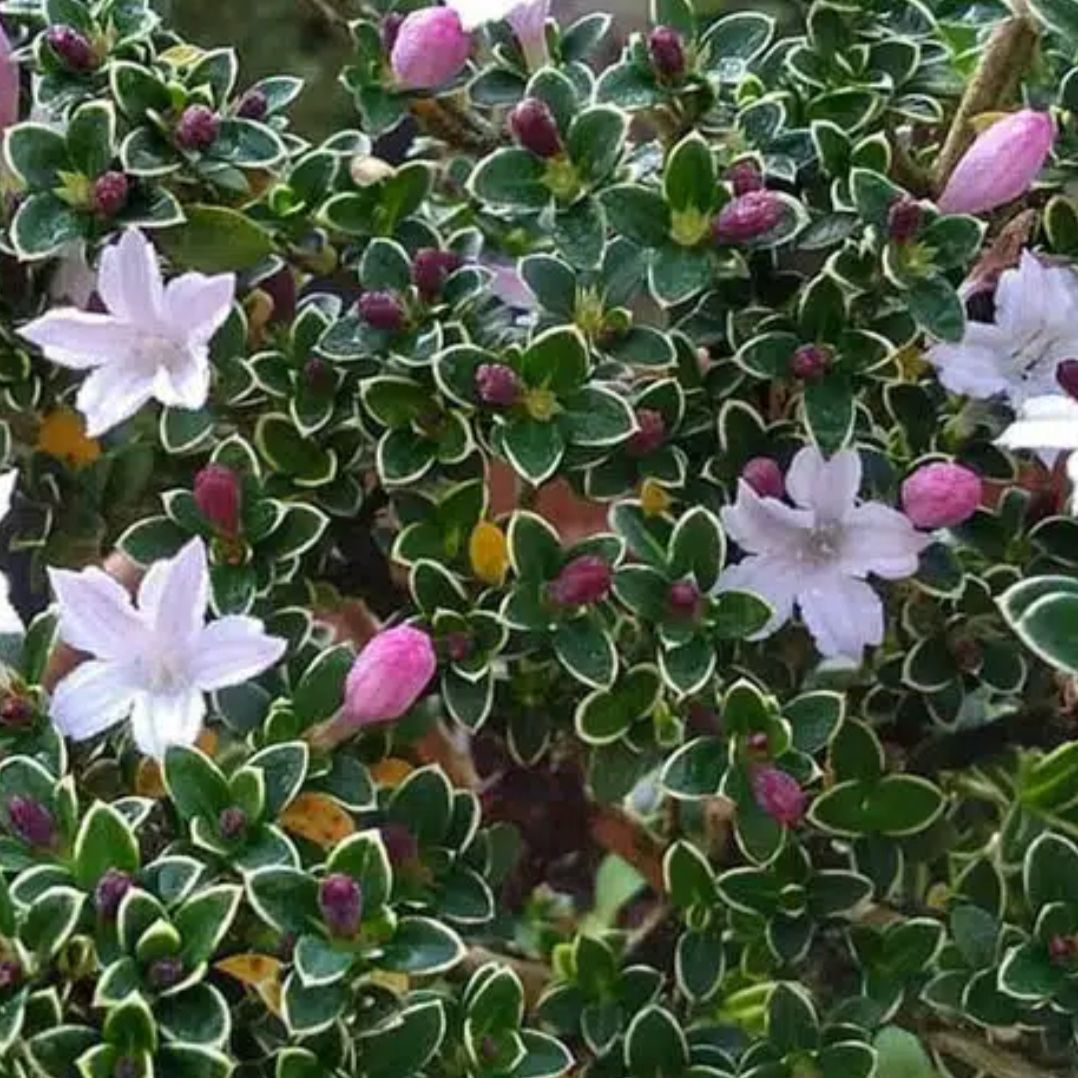 bunga seribu bintang warna ungu(bahan bonsai) | Lazada Indonesia