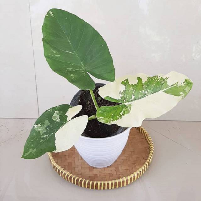 tanaman hias sente variegata - alocasia variegata | Lazada Indonesia