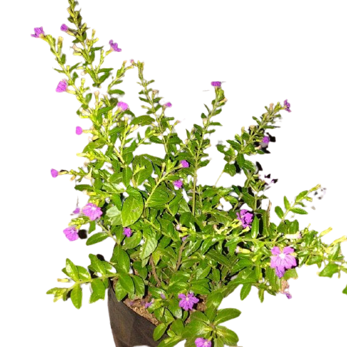 TANAMAN TAIWAN CUPHEA HYSSOOPIFOLIA PURPLE - TANAMAN HIAS TAIWAN BEAUTY ...