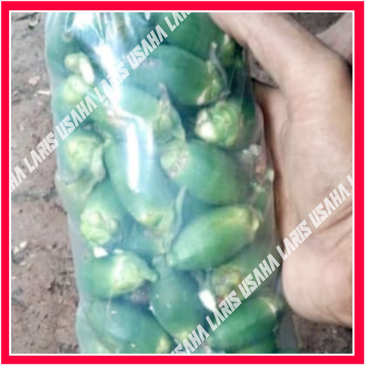 buah pinang muda 250 gram fresh baru di petik-buah pinang jambe muda ...
