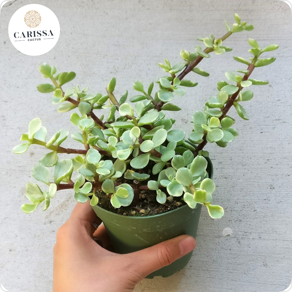 CARISSA CACTUS |Tanaman hidup Portulaca Afra Varigata bunga Hias cantik ...