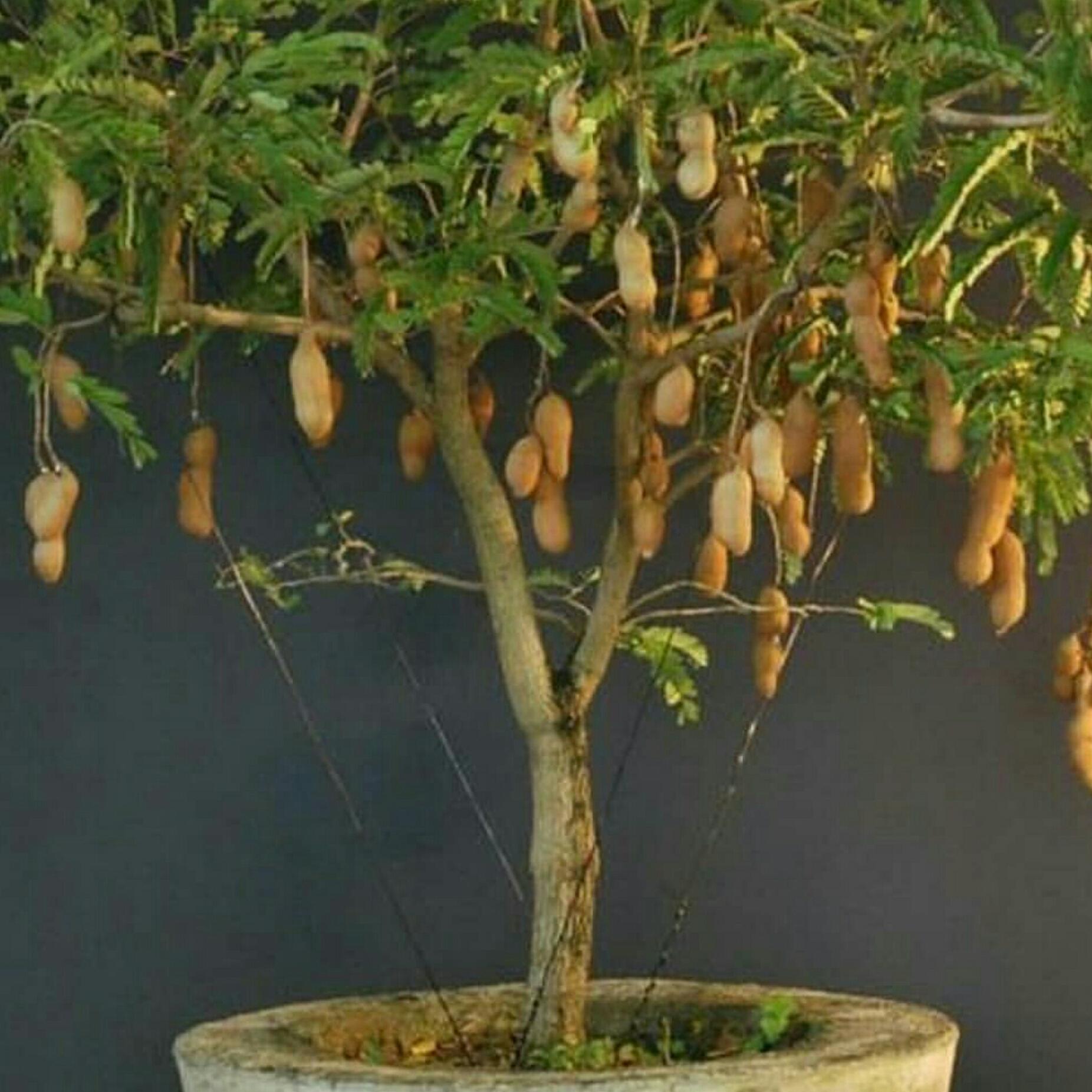 Pohon Asam Jawa Besar