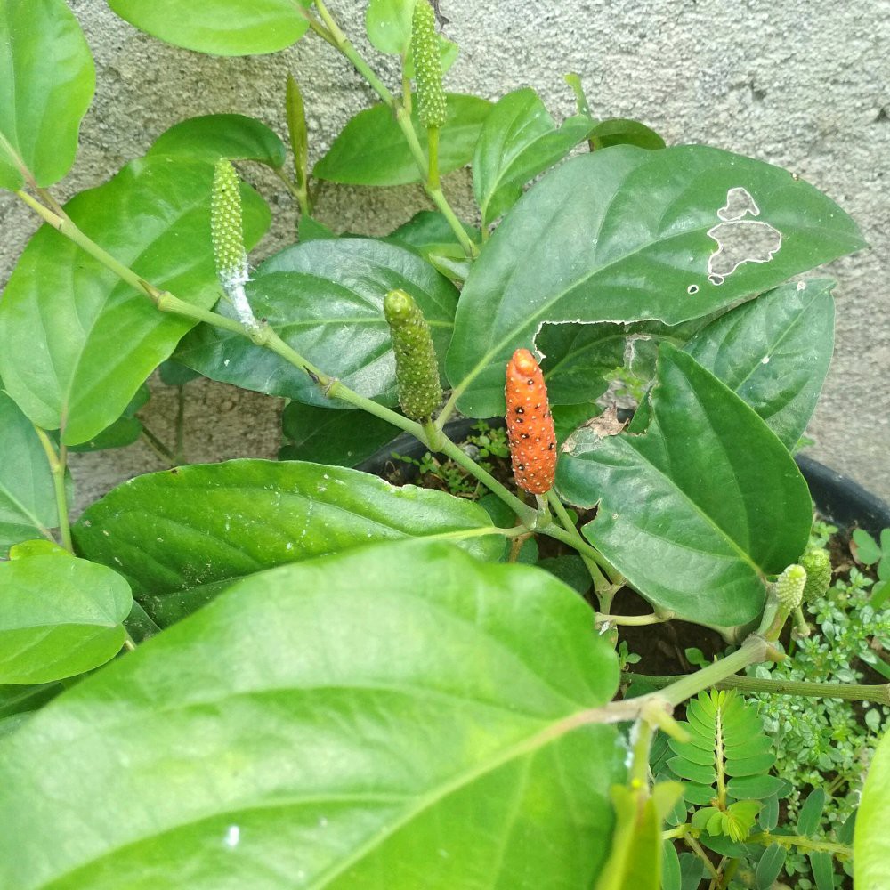 Pohon Cabe Jawa