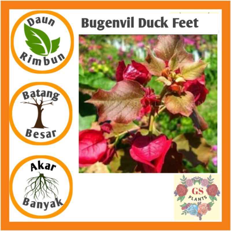 TANAMAN HIAS BUGENVIL BUNGA KERTAS// DUCK FEET | Lazada Indonesia