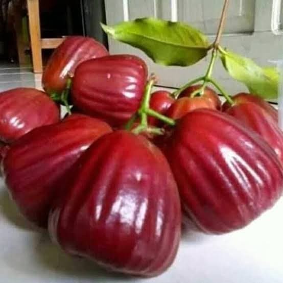 Bibit Jambu Citra Super Bibit Jambu Air Citra Okulasi | Lazada Indonesia