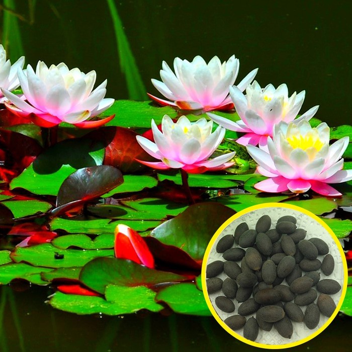 isi 1 Benih bibit Bunga Teratai Lotus Seeds/Benih Biji | Lazada Indonesia