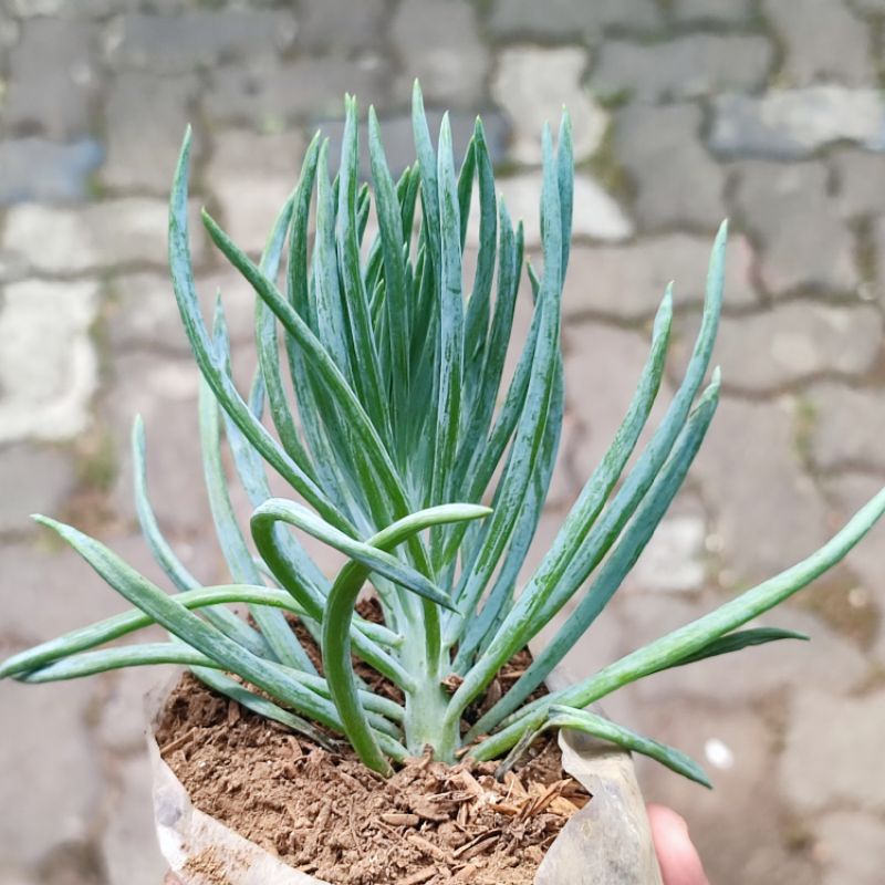 Sukulen Senecio Vitalis Daun Bawang Unik Lazada Indonesia