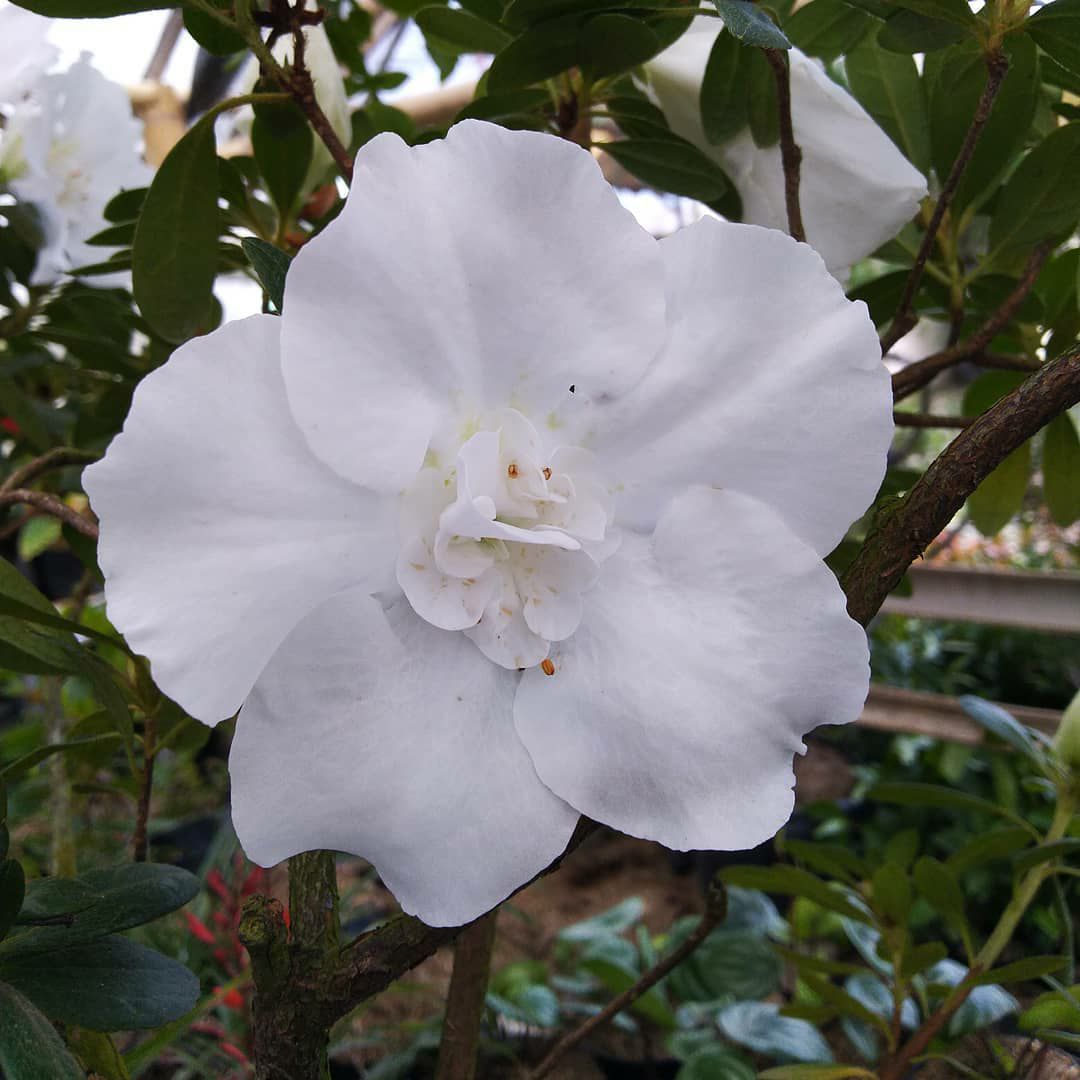 Tanaman Hias azalea Putih | Lazada Indonesia