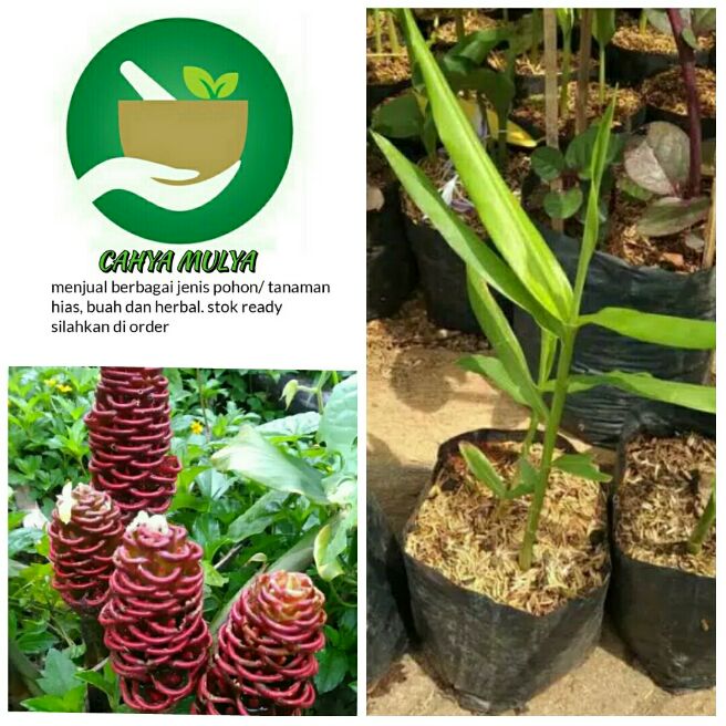 bibit tanaman pohon bangle - panglai - panglay - tanaman herbal alami ...