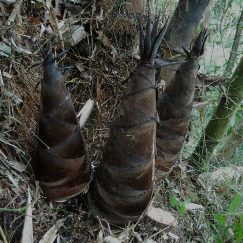 REBUNG SAYUR , REBUNG BAMBU, IWUNG / KG | Lazada Indonesia