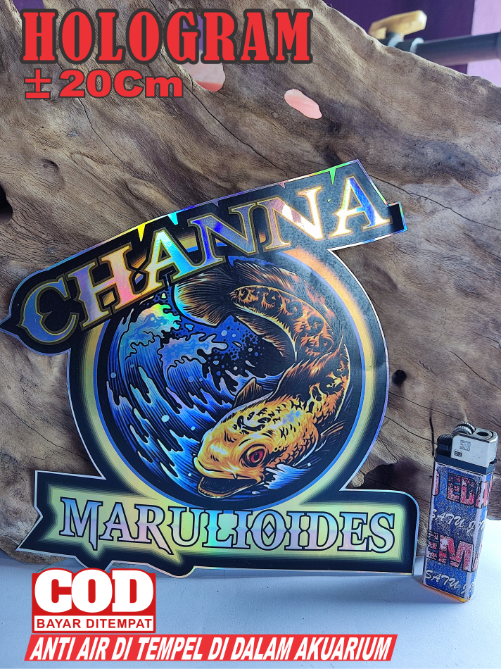 STIKER AKURIUM IKAN CHANNA 20CM | Lazada Indonesia