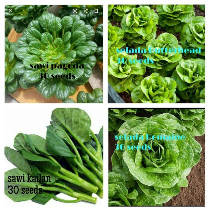1 PAKET HEMAT 120 BUTIR BIJI/BENIH 4 MACAM JENIS SAYURAN | Lazada Indonesia