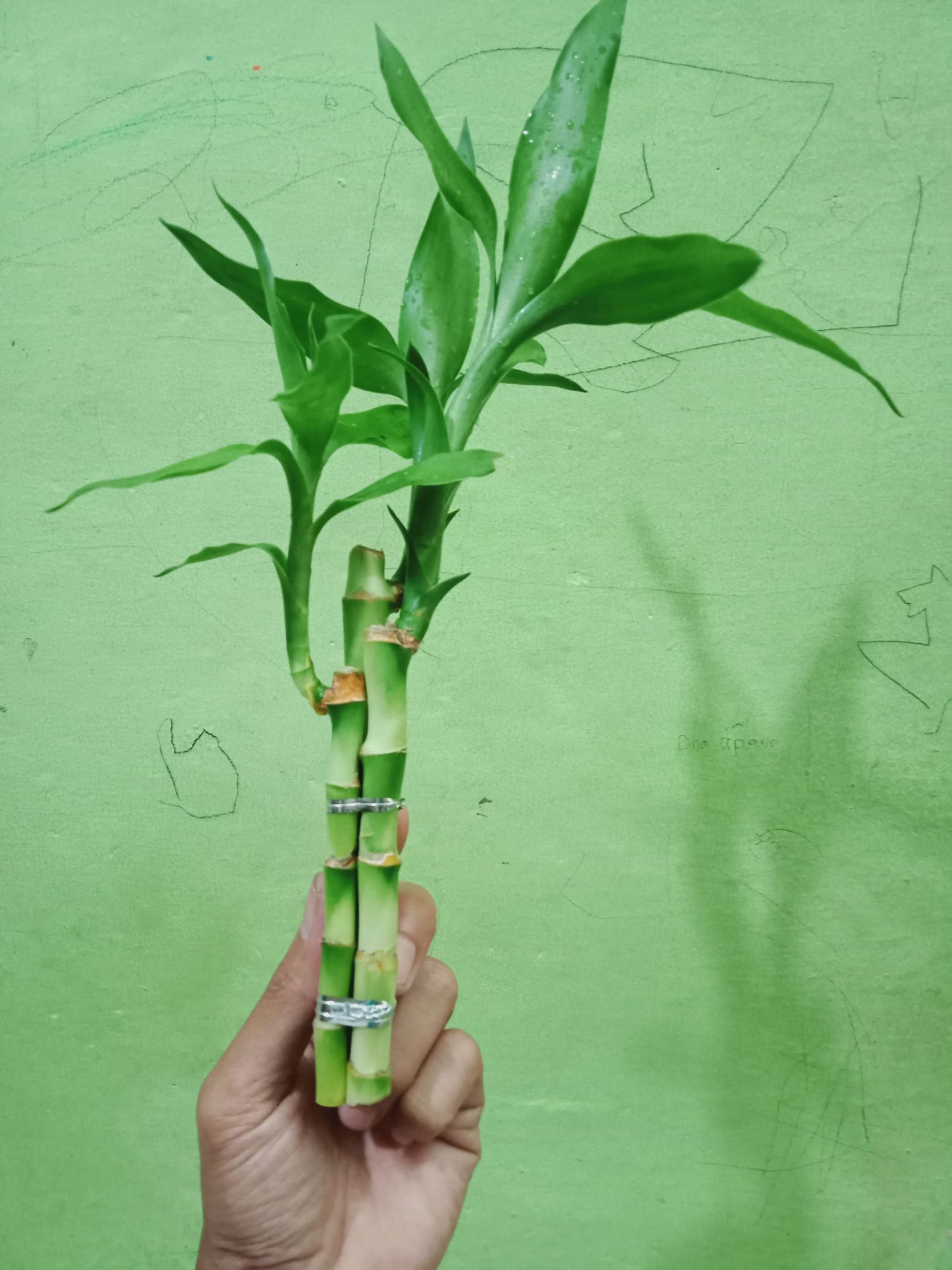 Bambu hoki / Sri rejeki ( bertunas ) real pict. isi 5 batang | Lazada ...