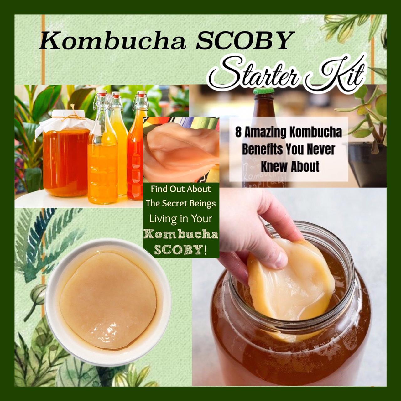 Terlaris!!! Bibit Scoby/Jamur Teh Kombucha Minuman Kesehatan dan Diet ...