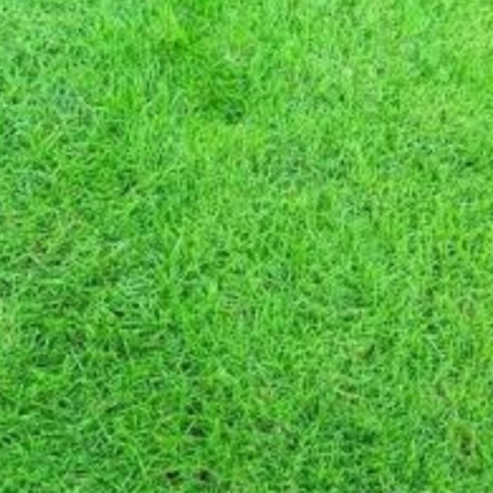 Rumput Jepang, Rumput Peking (2 meter) | Lazada Indonesia