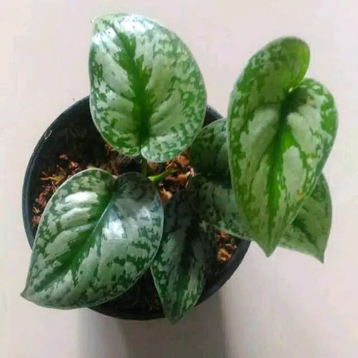 Tanaman Hias Sirih Gading Silver - Sirih Gading Belanda | Lazada Indonesia