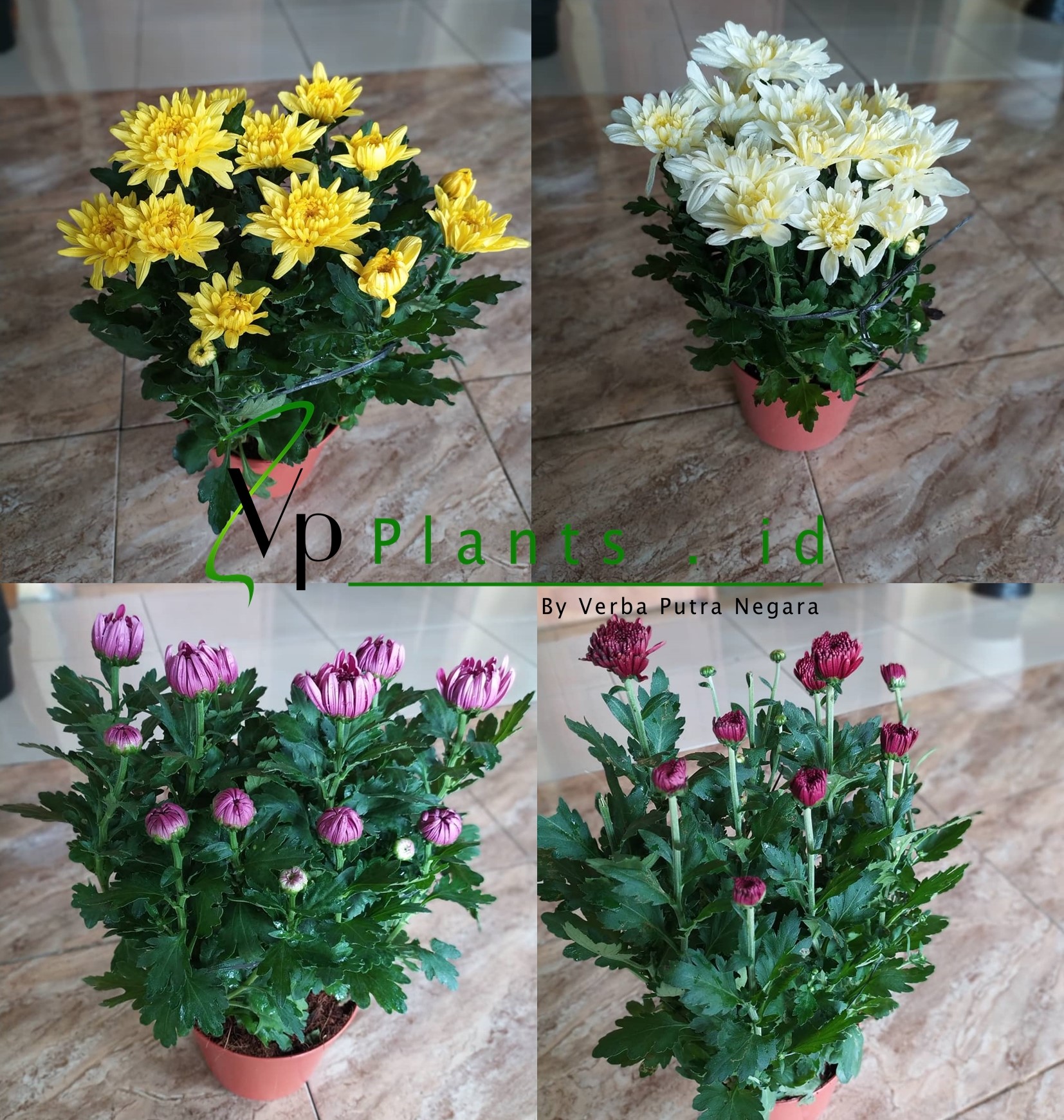 Paket 4 Warna Tanaman hias KRISAN BUNGA SERUNI COD GRADE A | Lazada ...