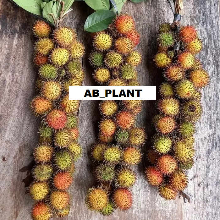 Bibit Tanaman Buah RAMBUTAN RAPIAH Unggul, Murah | Lazada Indonesia Bibit Tanaman Buah RAMBUTAN RAPIAH Unggul, Murah | Lazada Indonesia