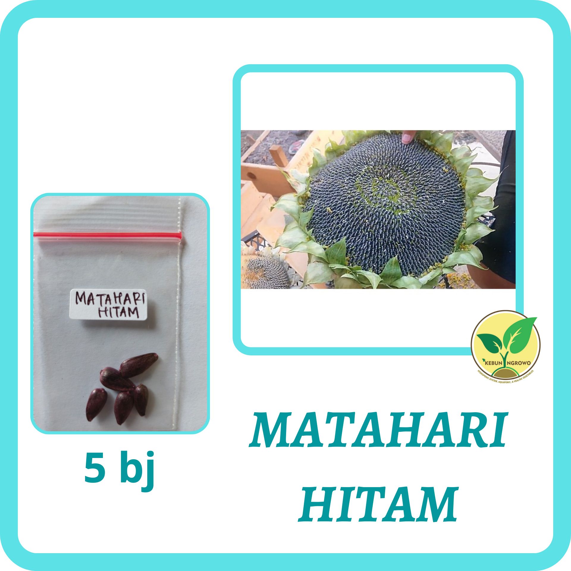 5 Benih Bunga Matahari Hitam | Sunflower | Lazada Indonesia